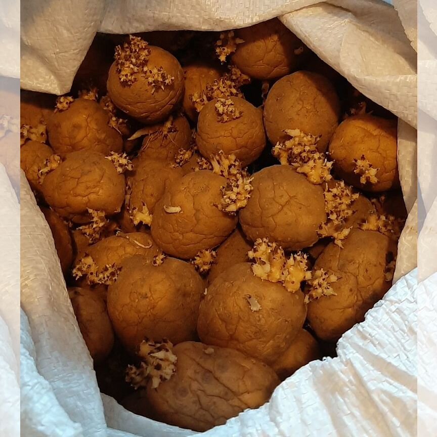 Картофель на корм скоту