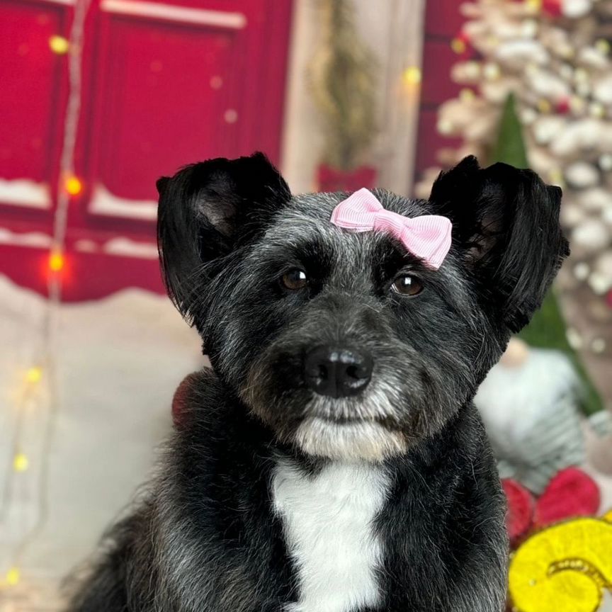 Отдам в добрые руки небольшую собачку