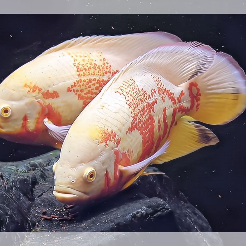 Продам рыбок