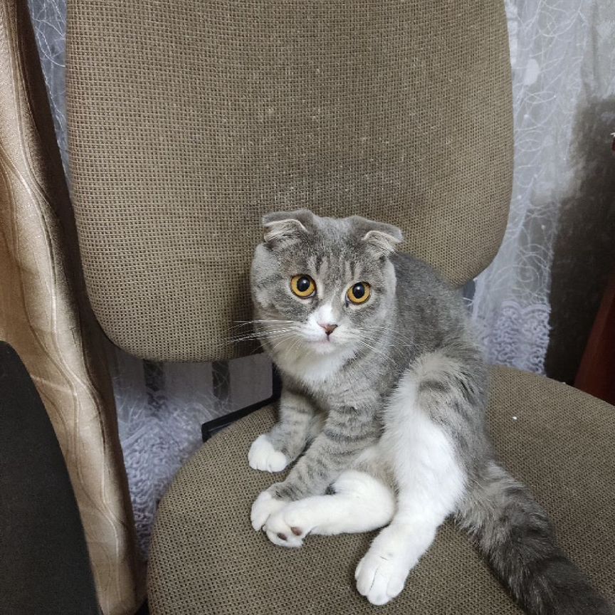 Шотландская
