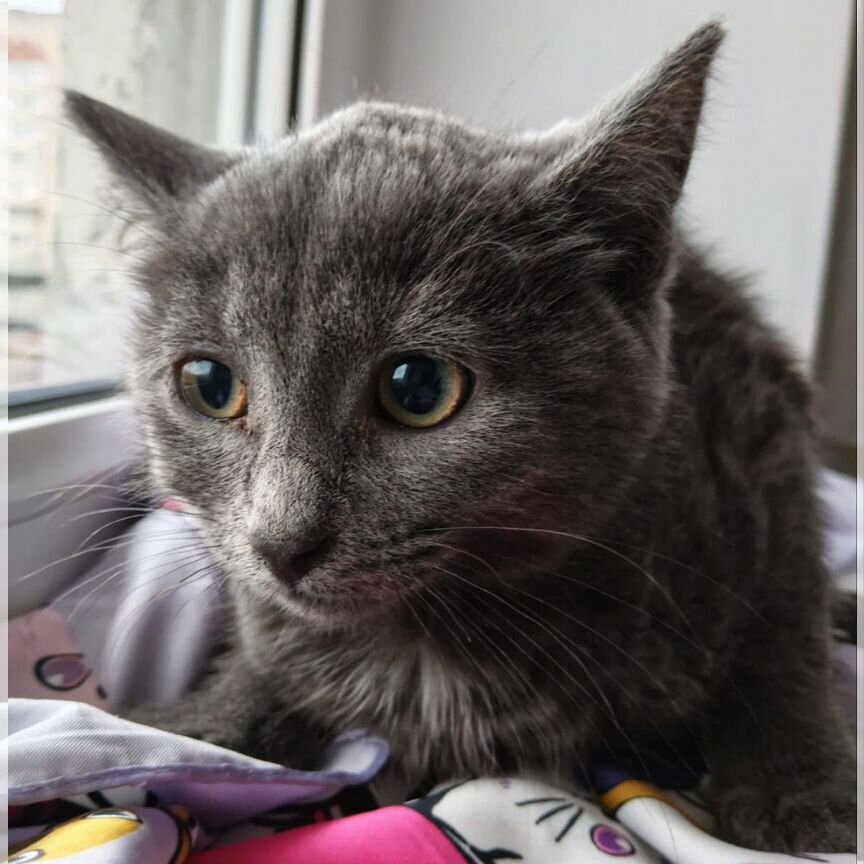 Котёнок в добрые руки