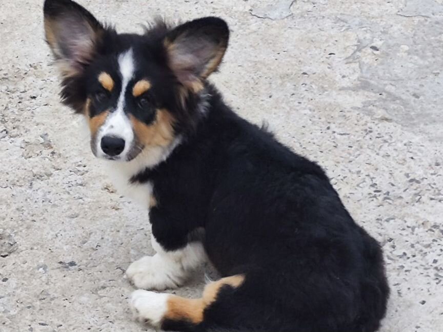 Корги девочка (флаффи)