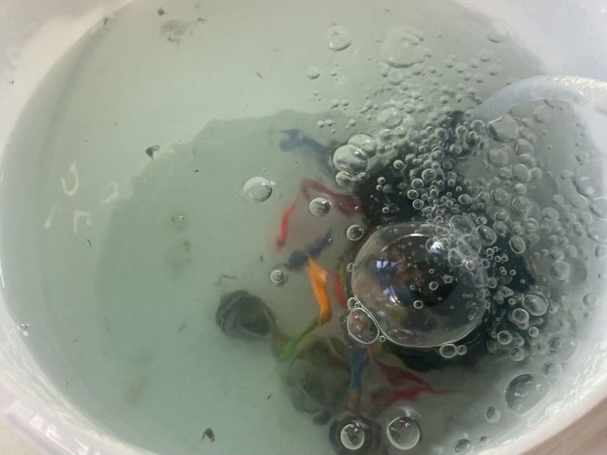 Отдам бесплатно рыбок