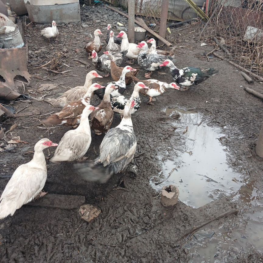 Мускусные утки