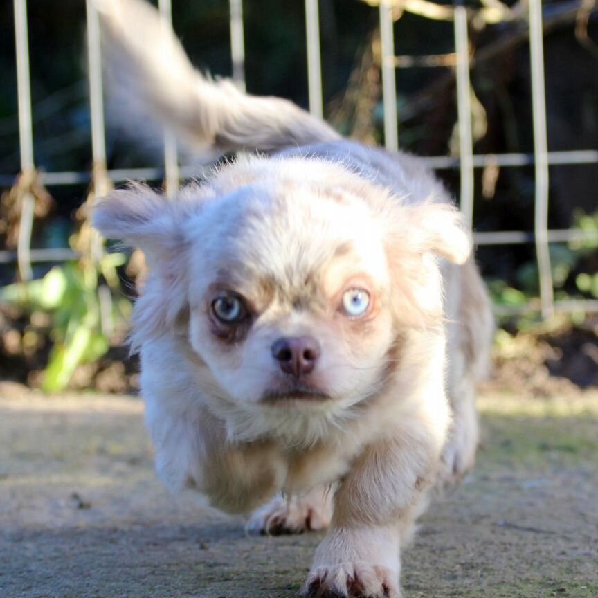 Чихуахуа, щенок