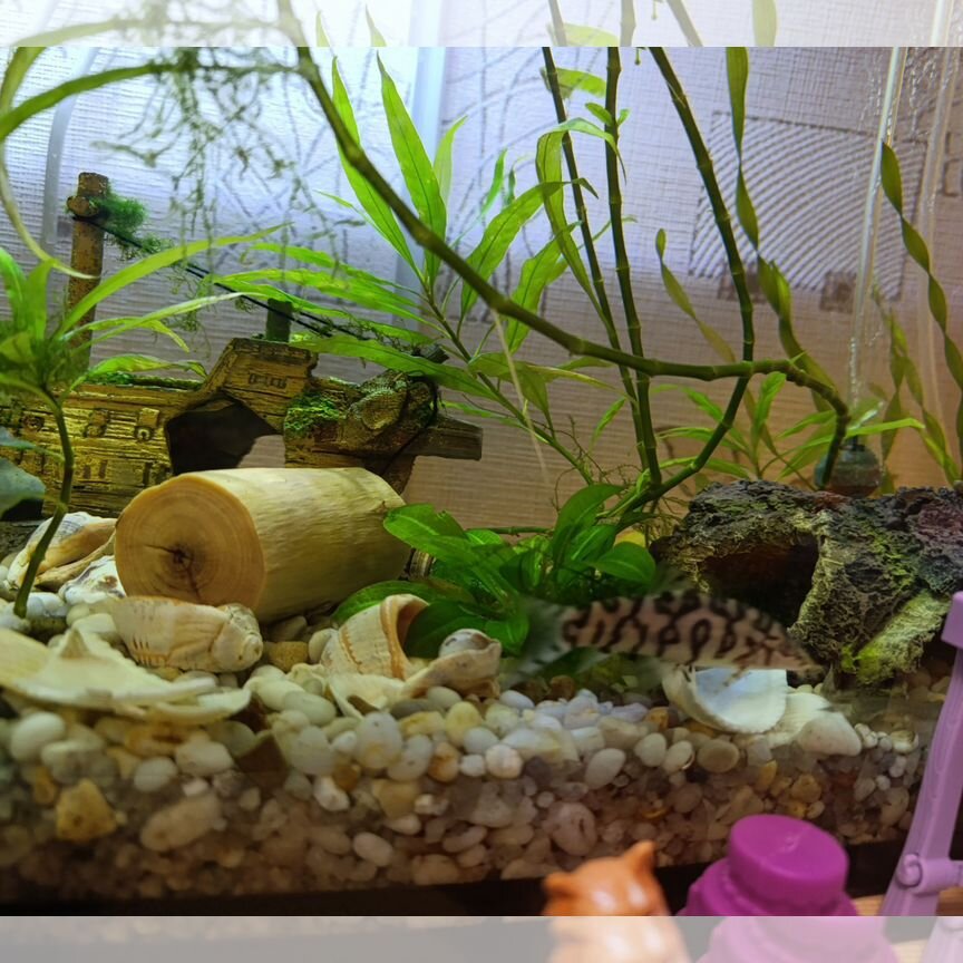 Боция мраморная рыбка