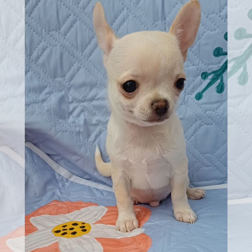 Чихуахуа, щенок