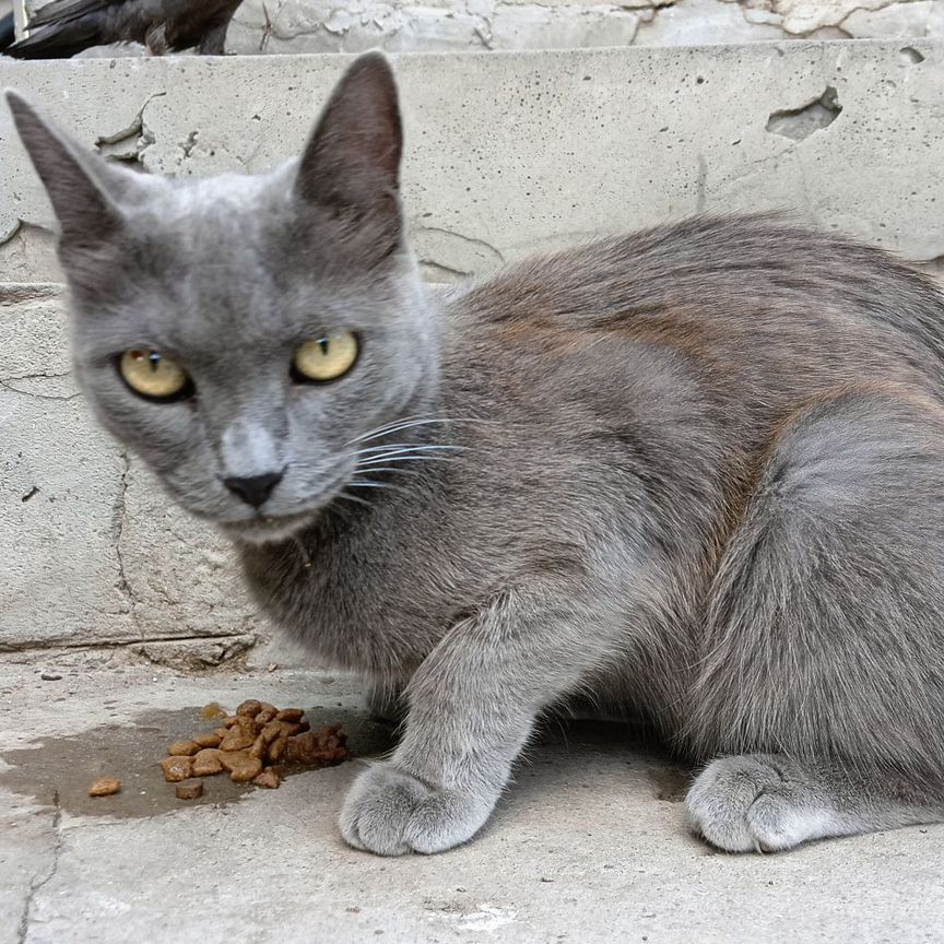 Кошка нуждается в хозяине