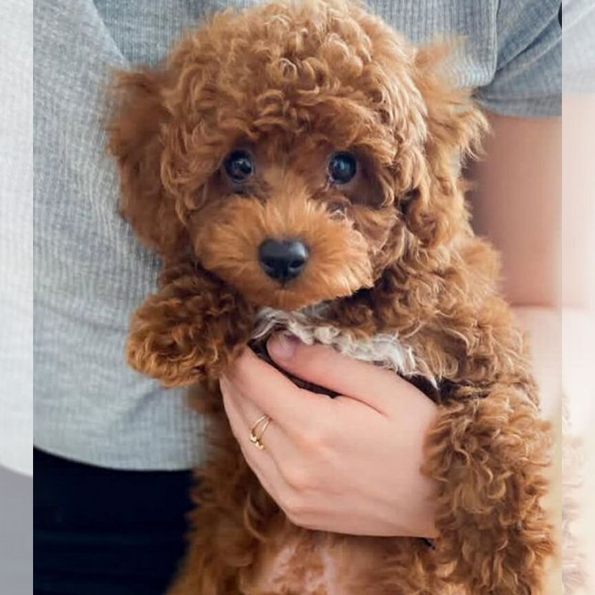 Той-пудель, щенок