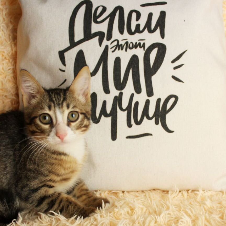 Котенок ищет свой дом. Бесплатно
