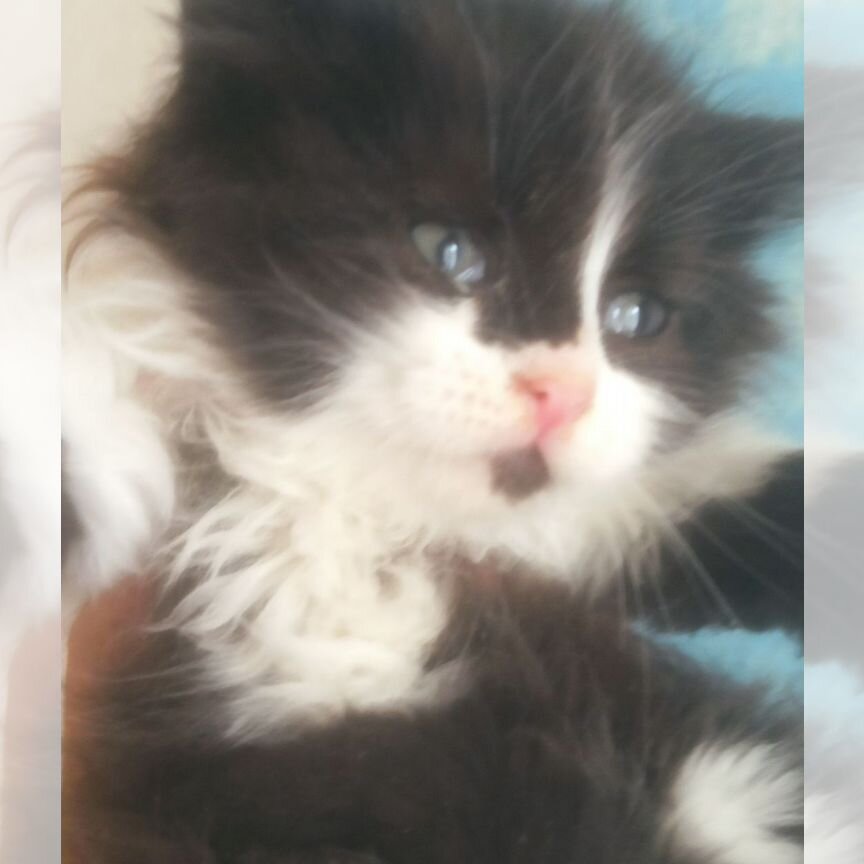 Черно белый котёнок мальчик 1 месяц