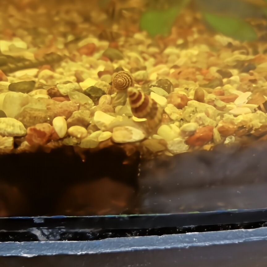 Продам, возможен обмен на анцитрусов