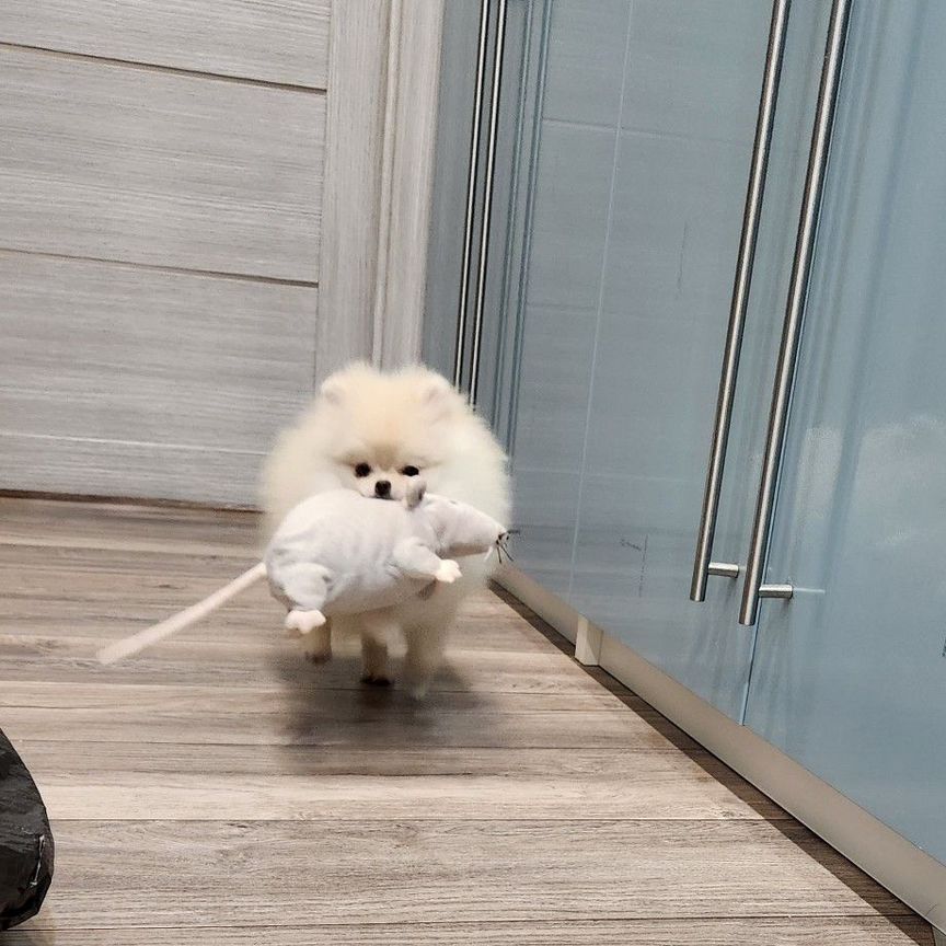 Померанский шпиц девочка