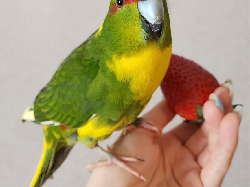 Попугай какарик птенцы