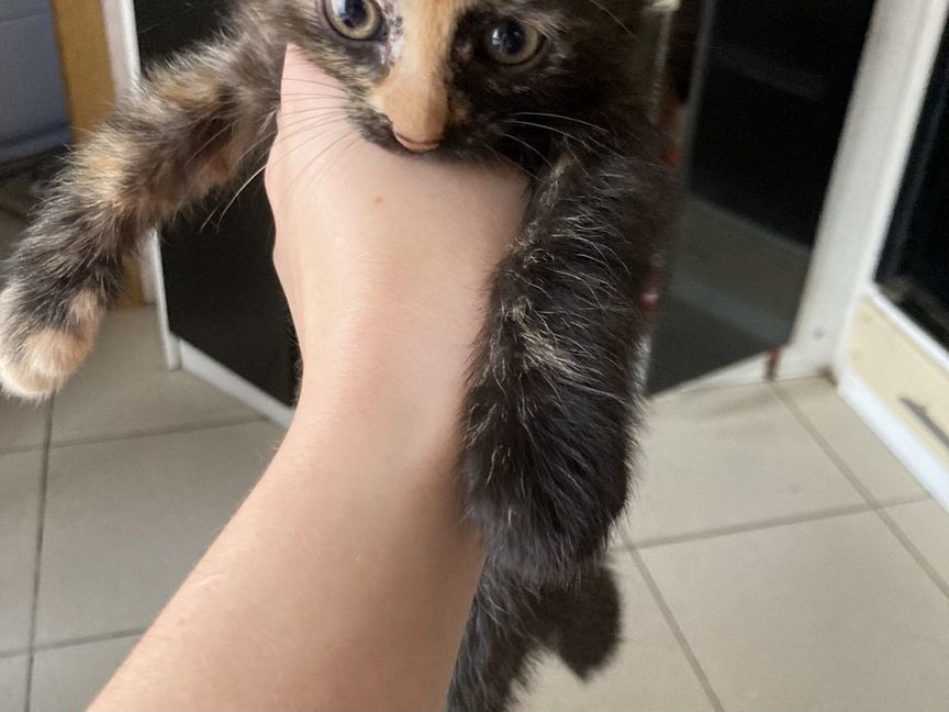 Домашние животные кошки