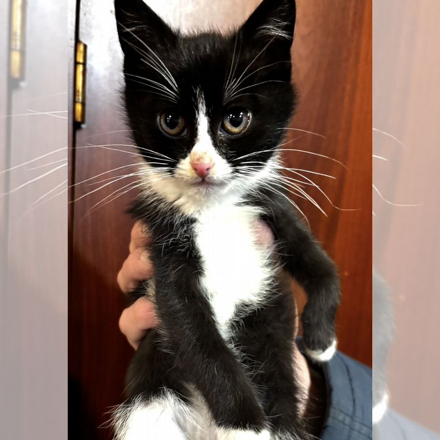 Котёнок в добрые руки