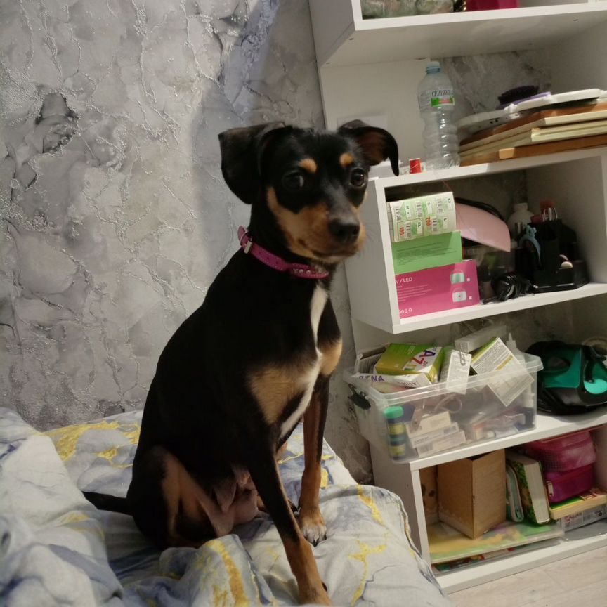 Собака в добрые руки