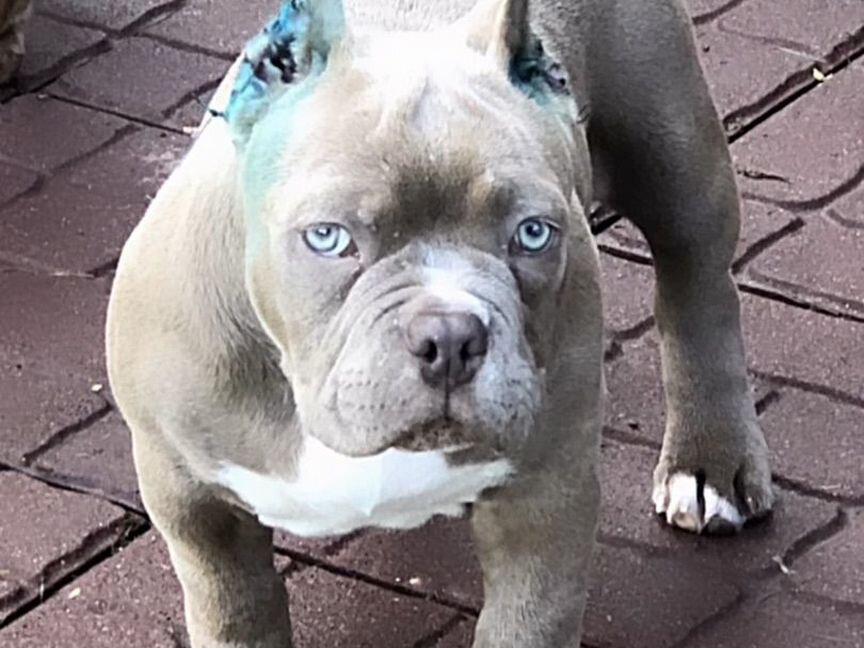 Булли лиловая девочка бомба