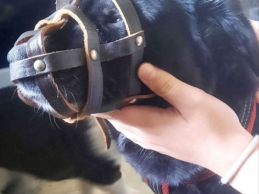 Намордник для собак