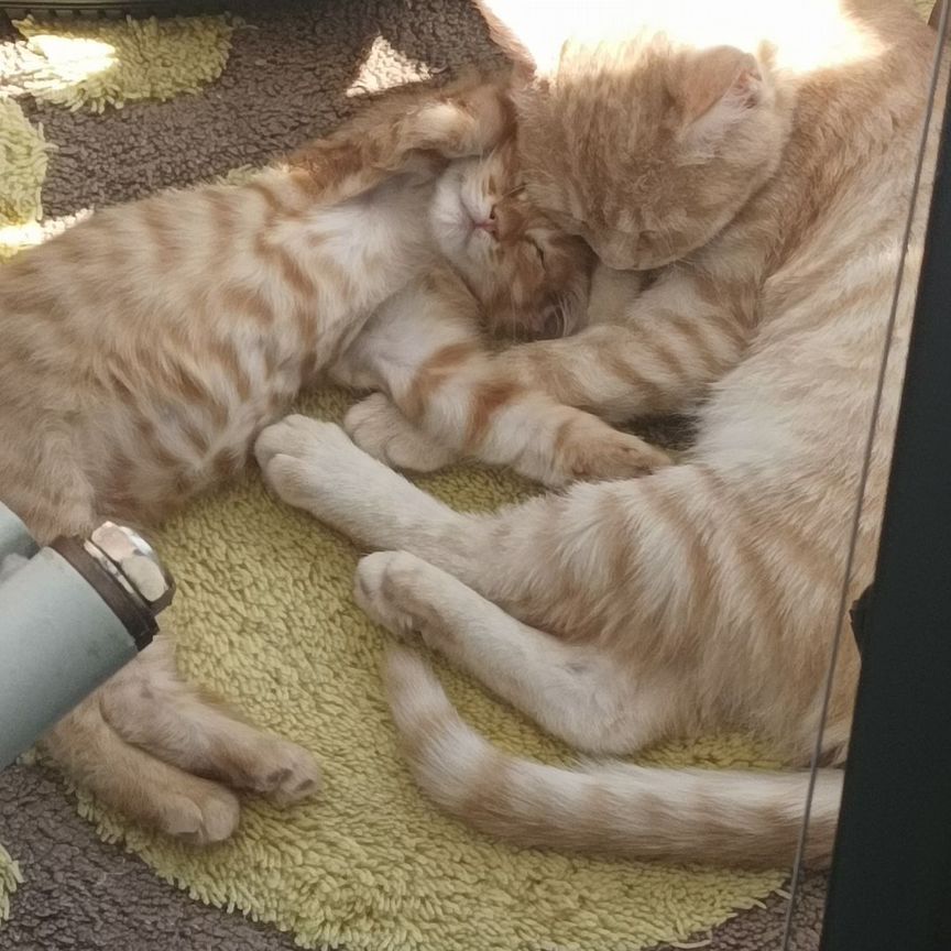 Котята в добрые руки мальчики рыжие 2 и 6месяцев