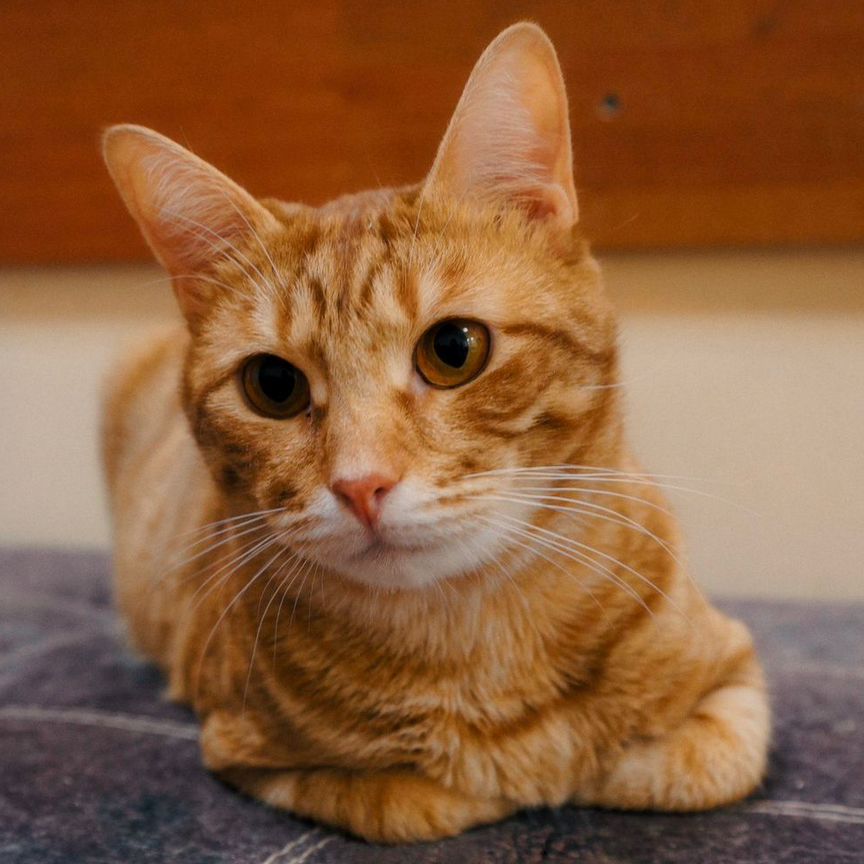 Взрослая кошка в добрые руки