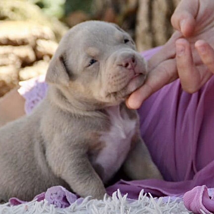 Американский булли девочки