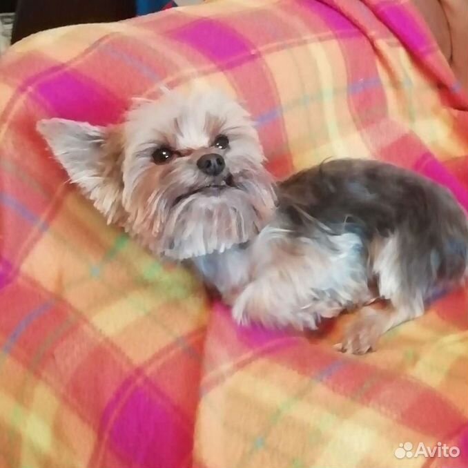 Мини-Йорк для вязки(бесплатно)