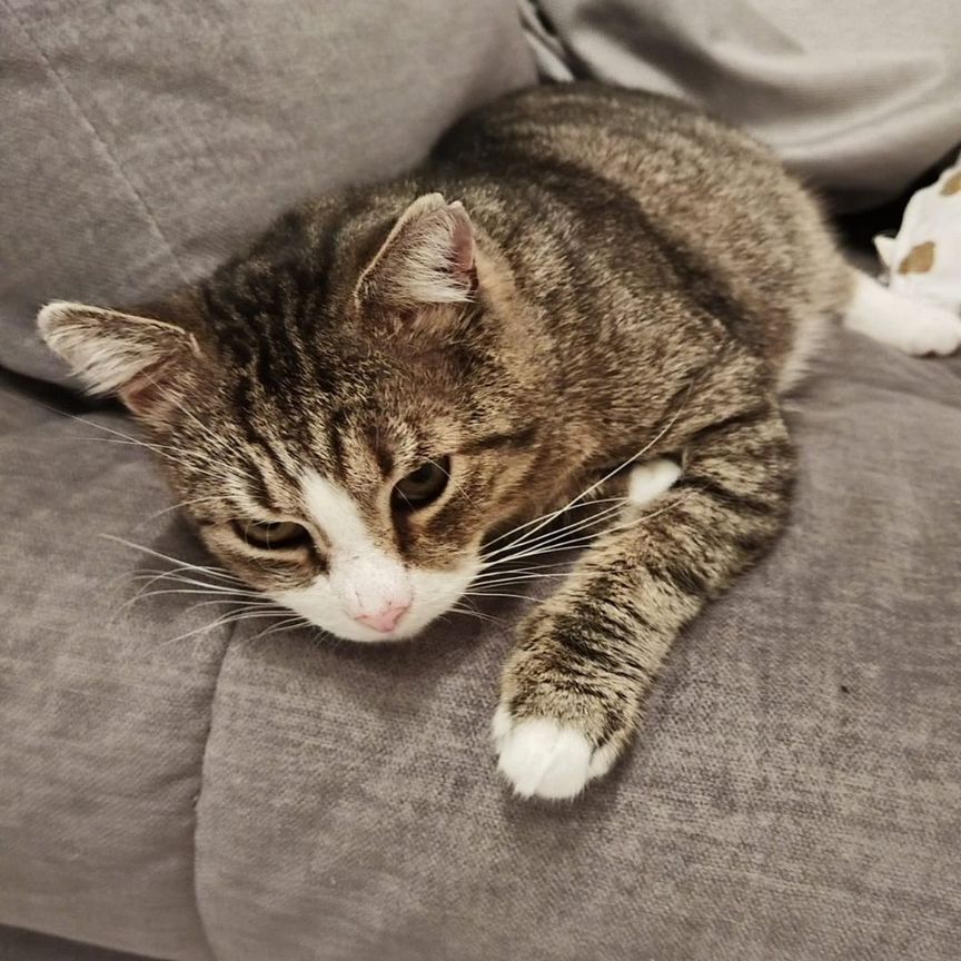 Добрейший кот Платон