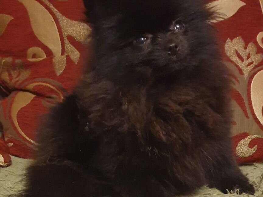 Померанский шпиц мини