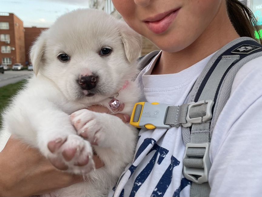 Щенок в добрые руки бесплатно