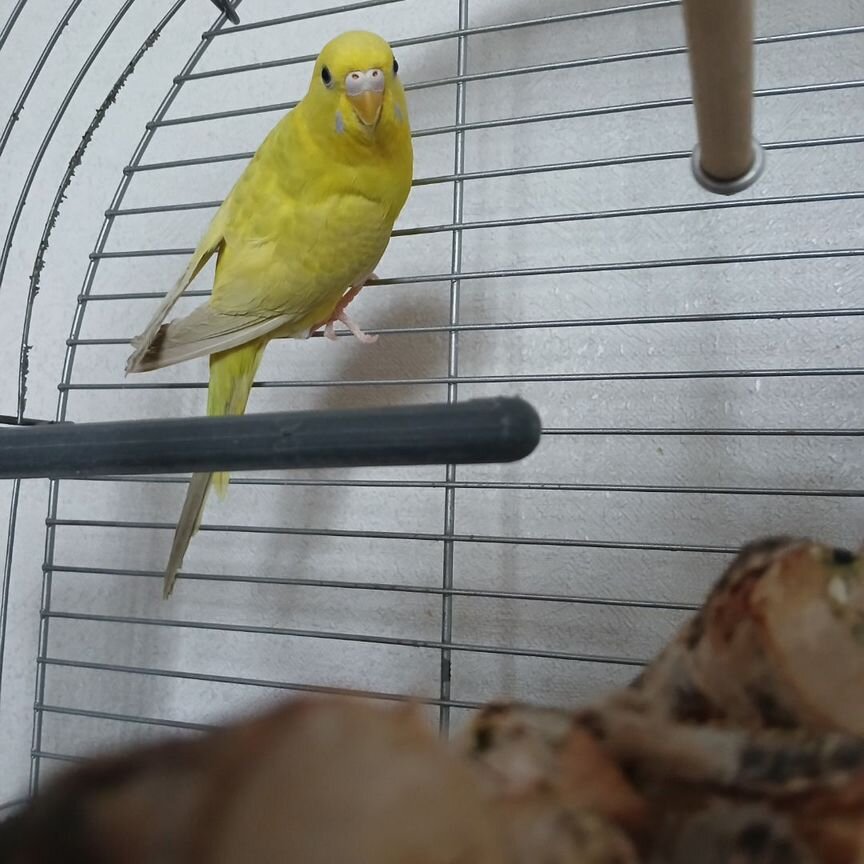 Попугай девочка,4 мес,без клетки