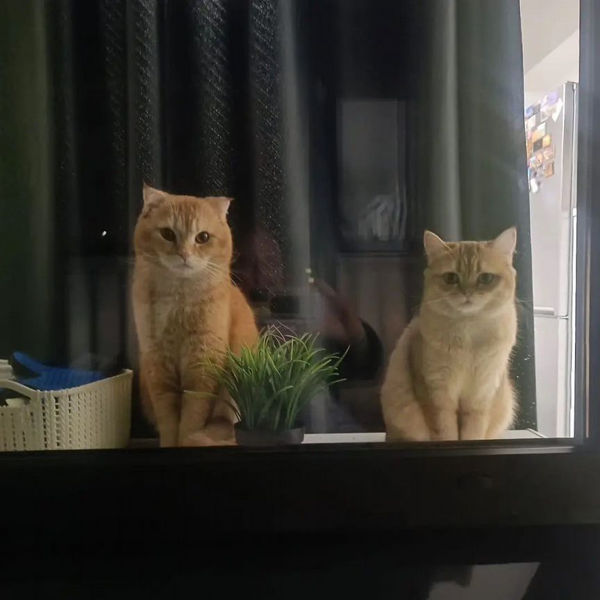 Шотландский вислоухий короткошёрстный, взрослый кот