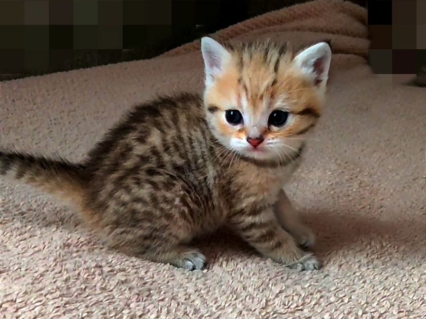 Золотая кошечка