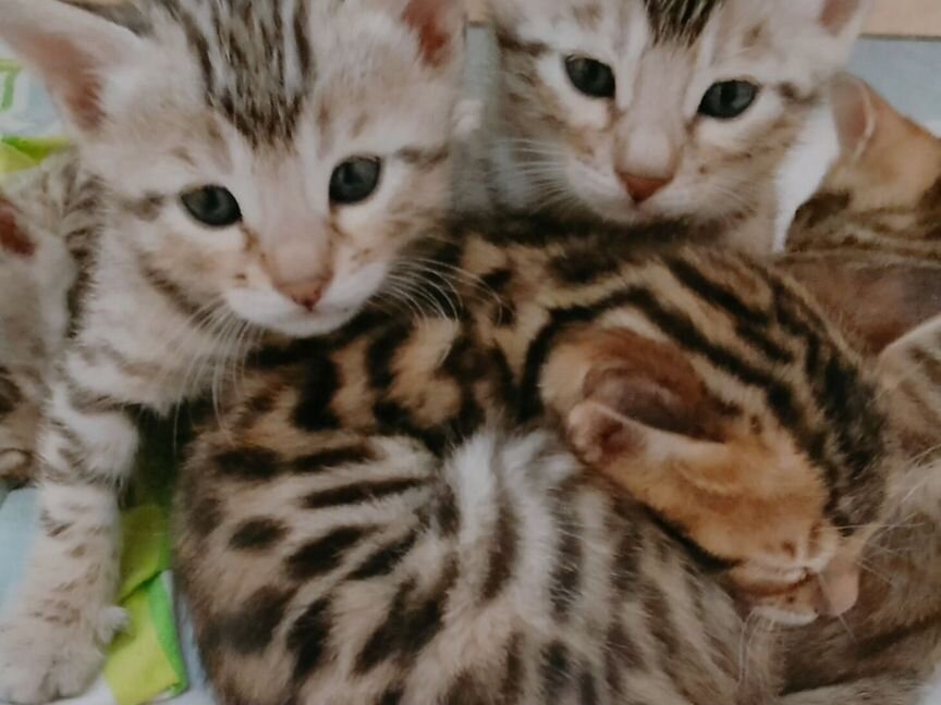 Бенгальская кошка