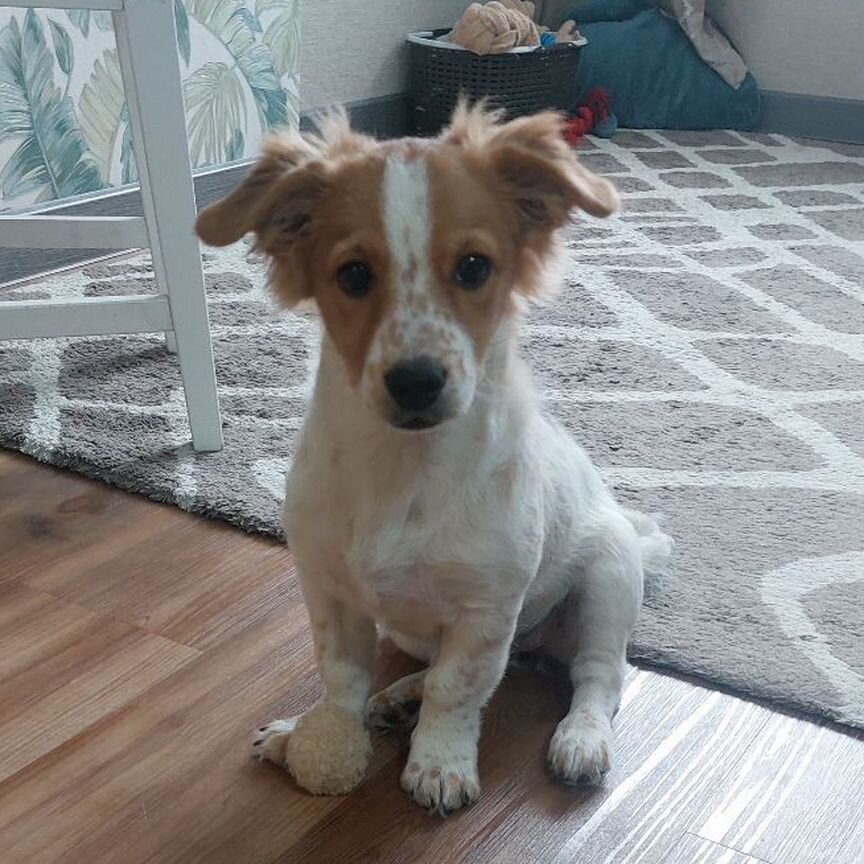 Отдам щенка в добрые руки