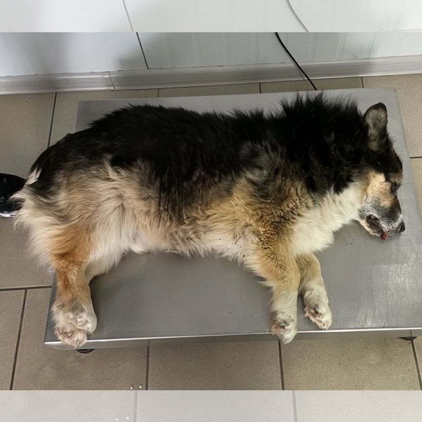 Взрослый пёс в добрые руки