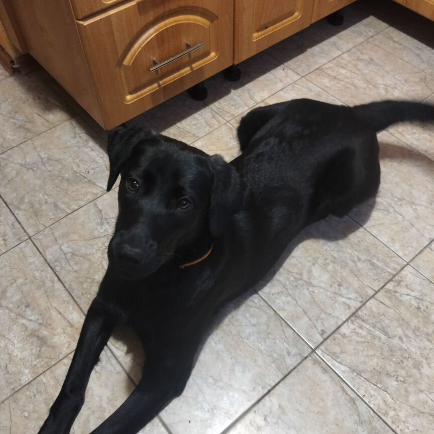 Лабрадор-ретривер, щенок