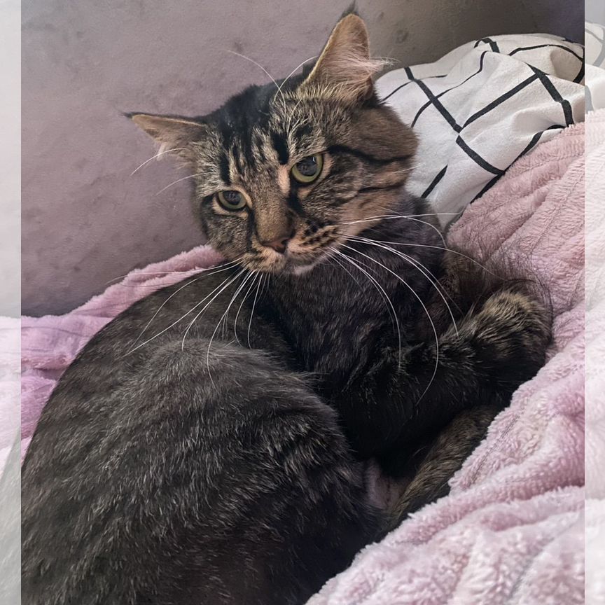 Котик в добрые руки