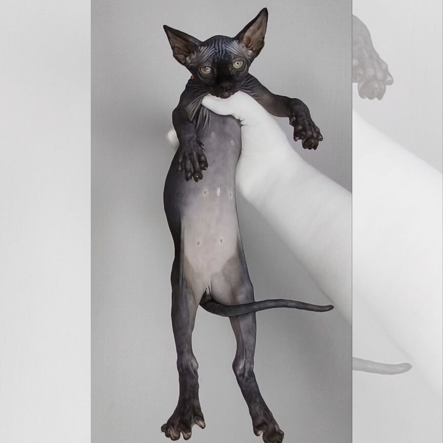 Канадский сфинкс котёнок