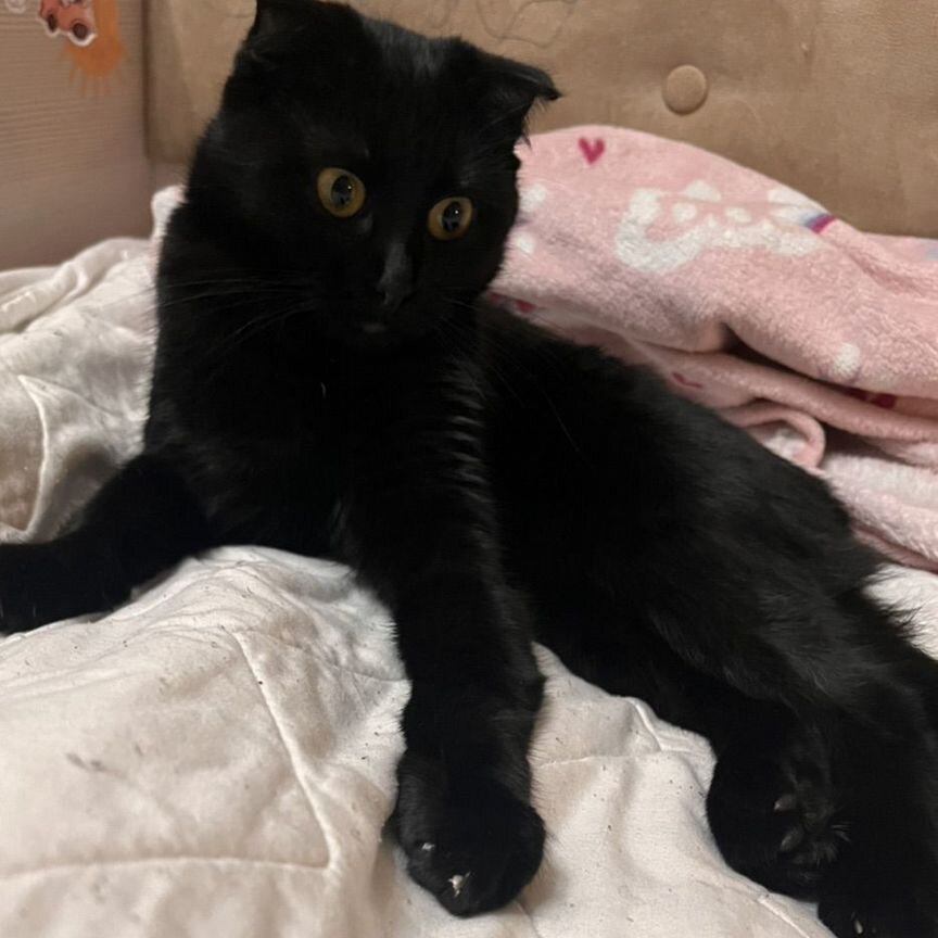 Кошки породистые бесплатно