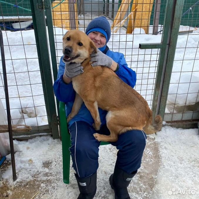 Добрейший пёс Жук из приюта хочет гулять