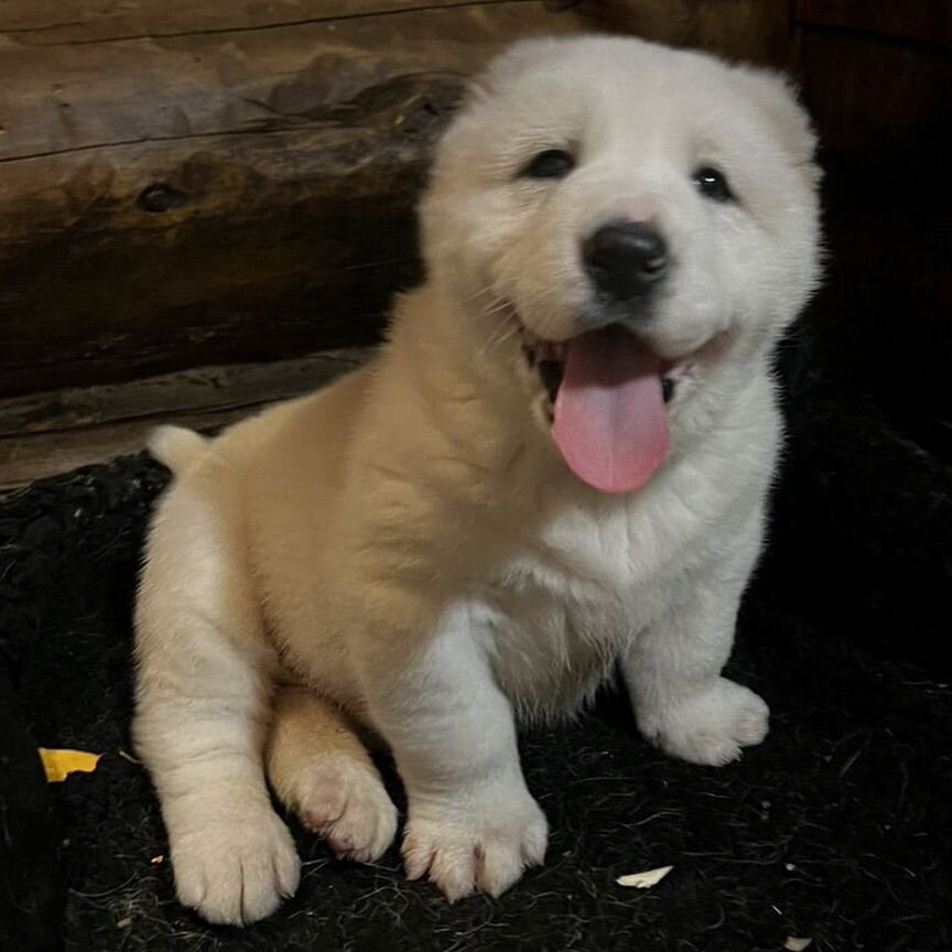 Среднеазиатская овчарка, щенок