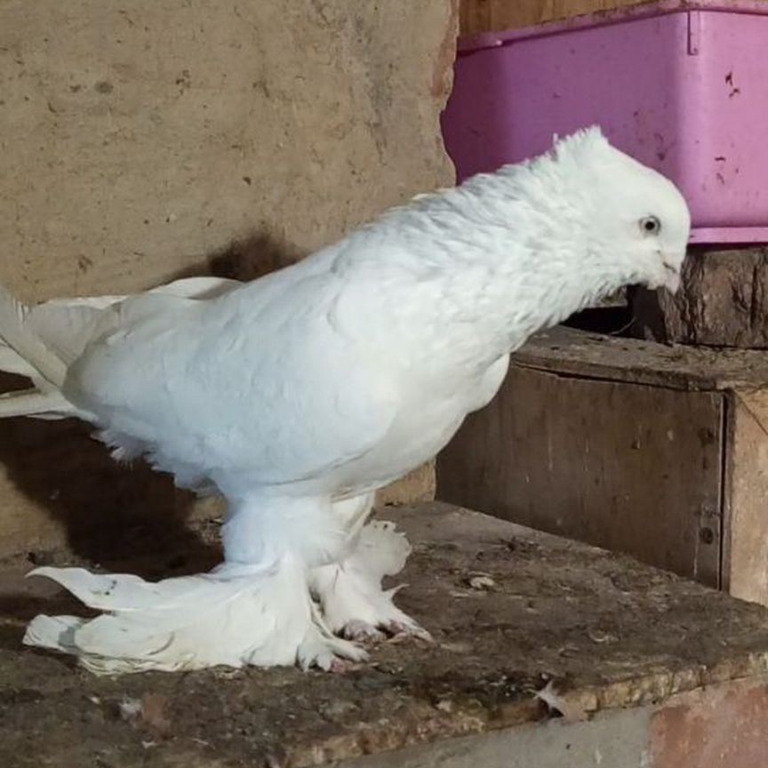Андижанский голубь