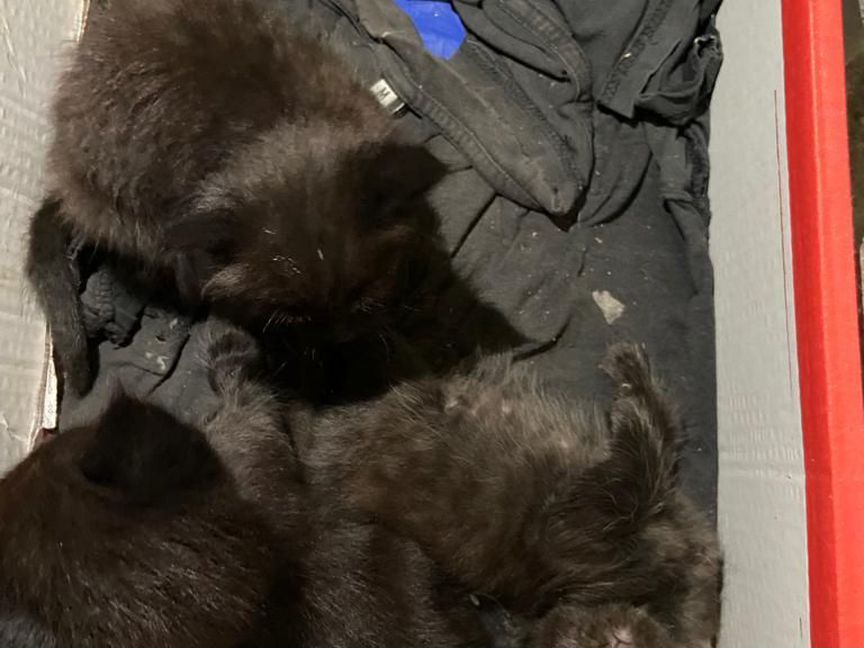 Подкинули котят в подъезд