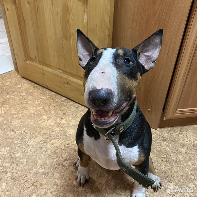 Бультерьер девочка