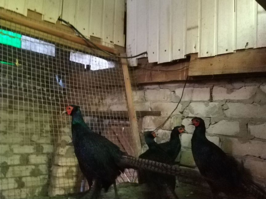 Фазаны, кеклики, голуби