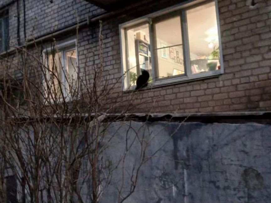Не нужный котик