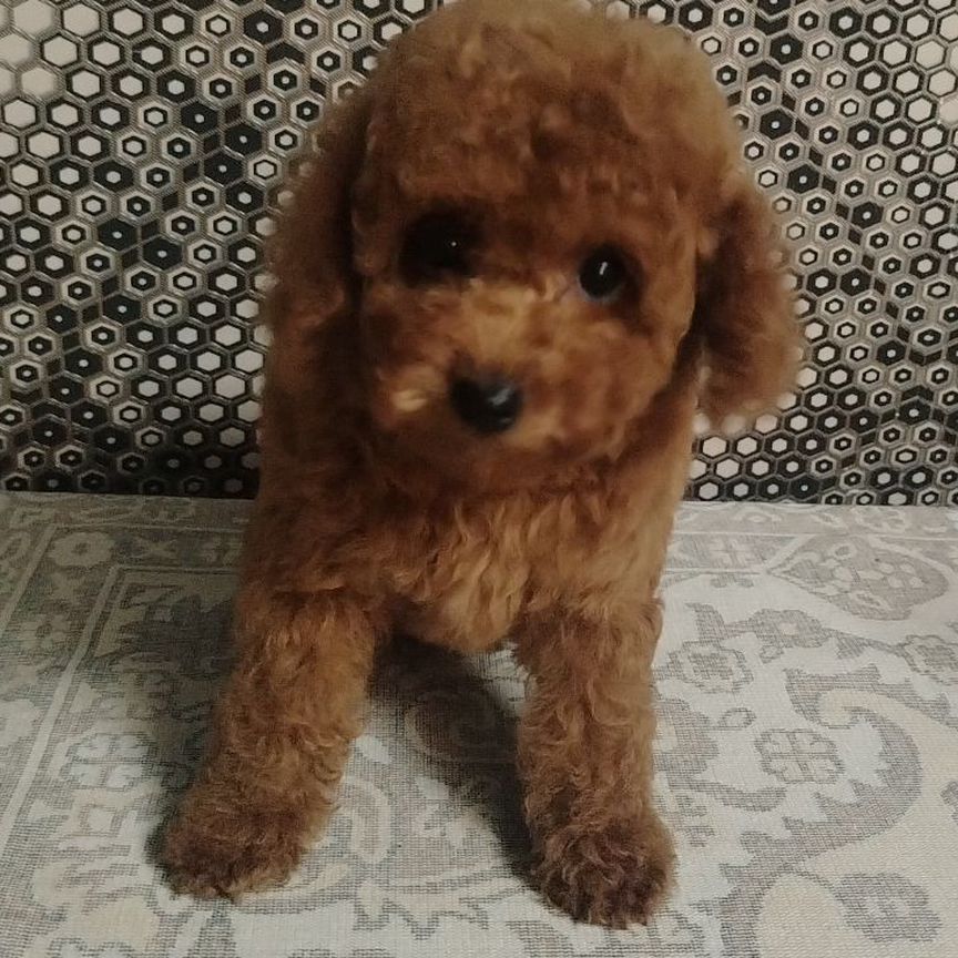 Той-пудель, щенок