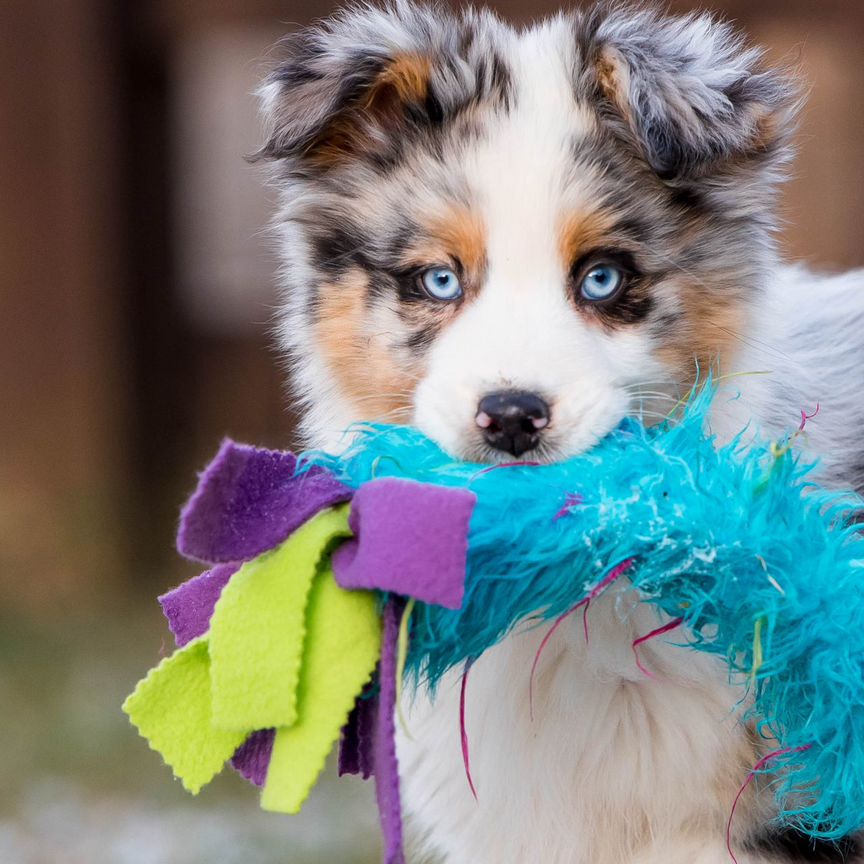 Голубоглазый малыш аусси