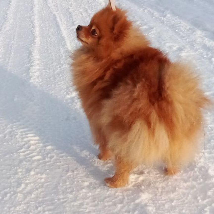 Взрослая девочка помераночка